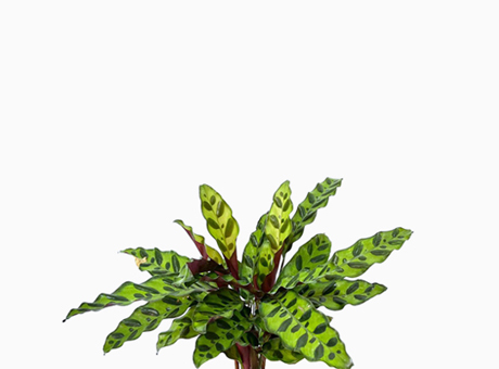 Plunt.co - Curated for u, Created by u!