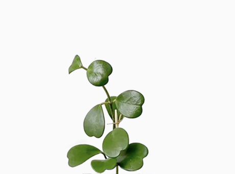 Plunt.co - Curated for u, Created by u!