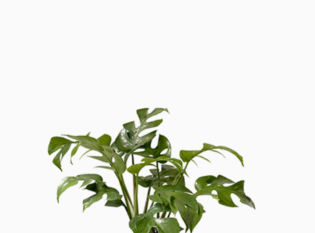 Plunt.co - Curated for u, Created by u!