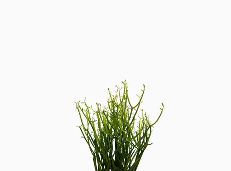 Plunt.co - Curated for u, Created by u!