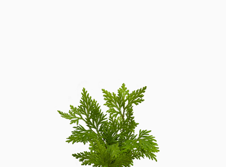 Plunt.co - Curated for u, Created by u!