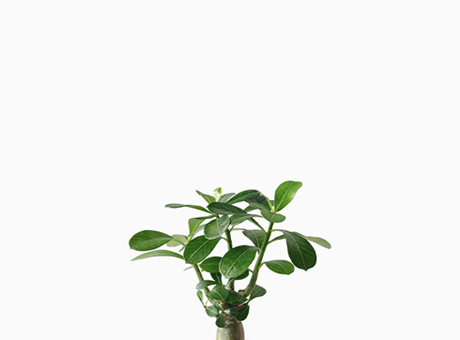 Plunt.co - Curated for u, Created by u!