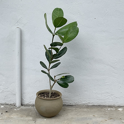 Madagascar Olive Tree In Yoko