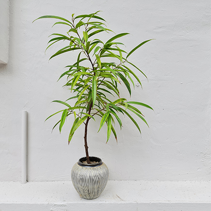 Variegated Ficus Alii in Ida III