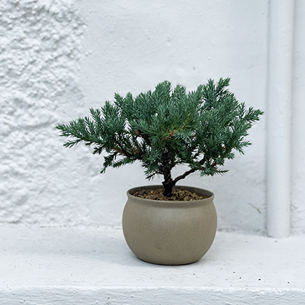 Sleeping Pine in Sho