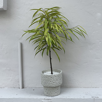 Variegated Ficus alii in Hayden